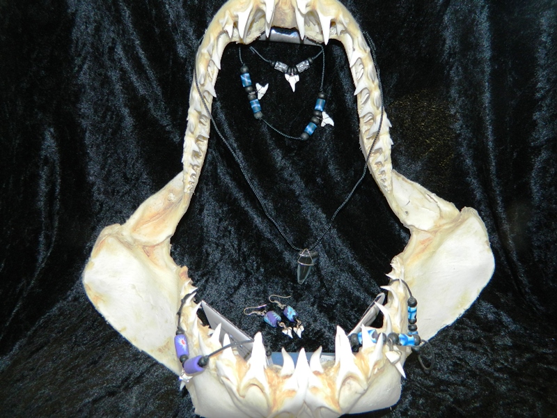 Shark Tooth Products | Pearlyseashells gifts